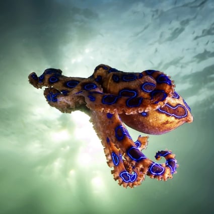 Octopus bite among 3,960 cases of poisoning in Hong Kong, as city ...