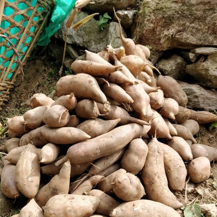 Yacon, wonder tuber from the Andes - almost no calories and does ...