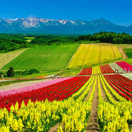 What to do in Sapporo in summer – Japan’s top ski destination blossoms ...