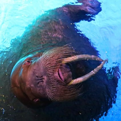 Walrus attacks and sinks Russian Navy boat in Arctic Ocean | South ...