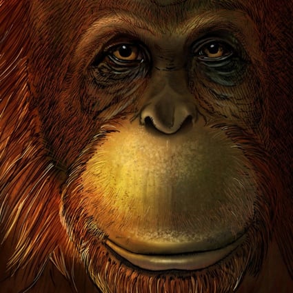 China’s huge mysterious extinct ape ‘Giganto’ was an orangutan cousin ...