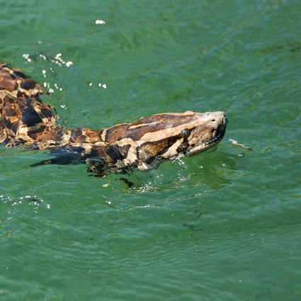 The epic battle to rid Florida's Everglades of invasive Burmese pythons ...