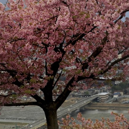 Japan’s cherry blossoms under threat from hungry rats who can’t find ...
