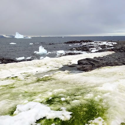Antarctica’s snow is slowly turning green – here’s why | South China ...