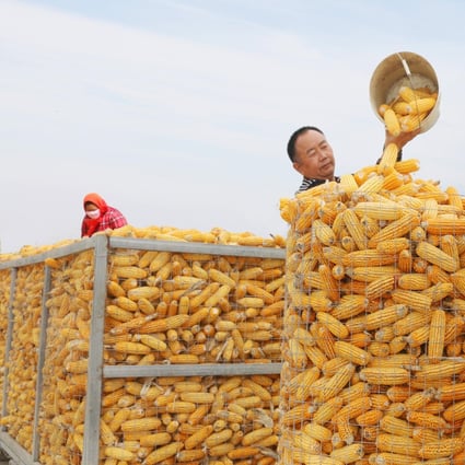 China corn video stokes food security fears amid coronavirus pandemic ...