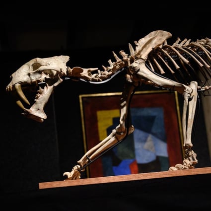 40-million-year-old sabre-toothed tiger skeleton sells for US$84,350 at ...