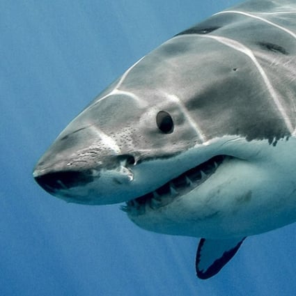 Dramatic shark decline leaves ‘gaping hole’ in ocean, scientists say ...