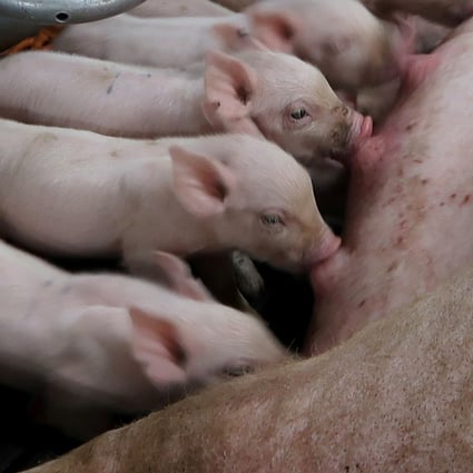 China’s obese pigs fuel relentless slump in pork prices | South China ...