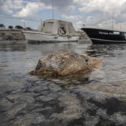 ‘Sea snot’ found on Turkey’s shores alarms residents and threatens ...