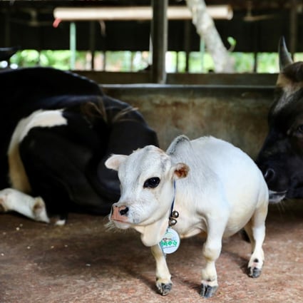 Meet Rani – at just 20 inches tall, she could be the world’s smallest ...