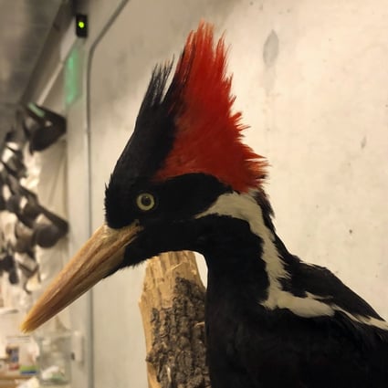 US declares 23 species extinct, including fabled ‘Lord God Bird ...