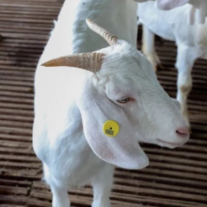 Chinese farm developing facial recognition technology for goats using ...