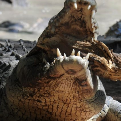 10,000 crocodiles starving after US drug case freezes elite Honduras ...
