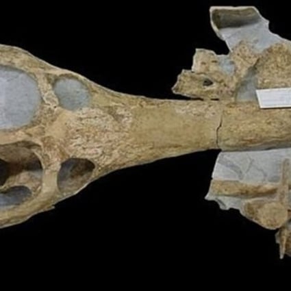 Move over T-rex, here’s M-rex, the ancient megacrocodile of the Sahara ...