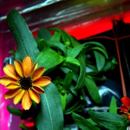 First flower in space blooms aboard International Space Station | South ...