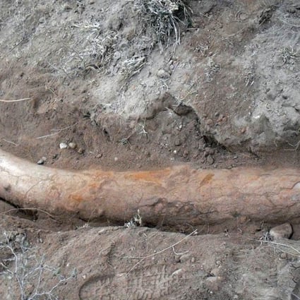 Pakistan scientists find 1.1 million year-old stegodon tusk | South ...