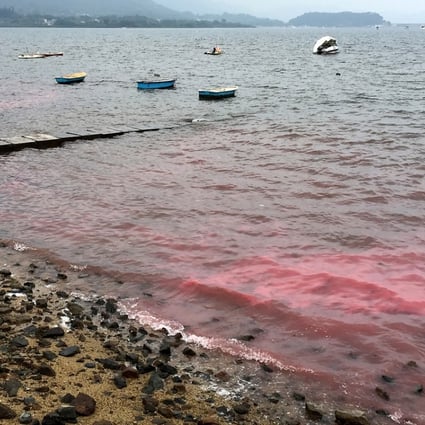 Beaches swamped with suspected red tides as sunseekers told to stay ...