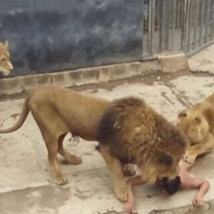 Chile Zoo Kills Lions To Protect Suicidal Man Who Entered Their Cage South China Morning Post chile-zoo-kills-lions-to-protect-suicidal-man-who-entered-their-cage-south-china-morning-post