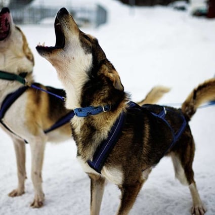 Lapland in winter captured by Hong Kong photographer John Butlin ...
