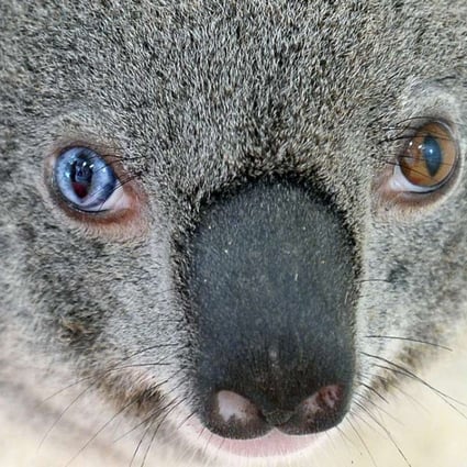 Face oddity: Bowie the koala's eyes stun Aussie vets | South China ...