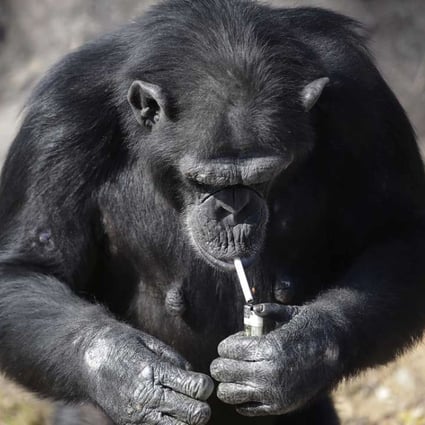 Meet Azalea the smoking chimp, new star at Pyongyang zoo | South China ...