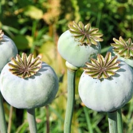 When a poppy looks like this, is it after it’s bloomed or before when ...