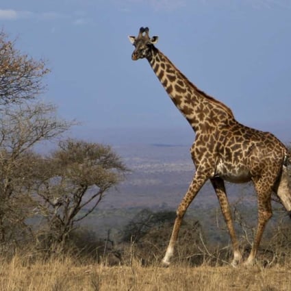 Giraffes added to extinction watch list as conservationists warn ...