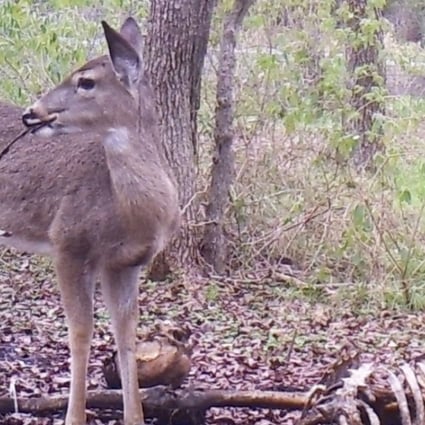 Bambi’s revenge: deer photographed gnawing on human bones | South China ...