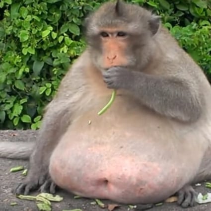 Meet ‘Uncle Fat’, the chunky monkey now on a crash diet after gorging ...
