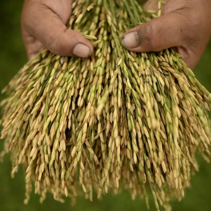 Philippines’ 300 heirloom rice varieties and their Hong Kong fans eager ...
