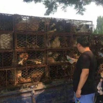 Chinese animal lovers stage highway rescue, paying US$3,000 ‘ransom’ to ...