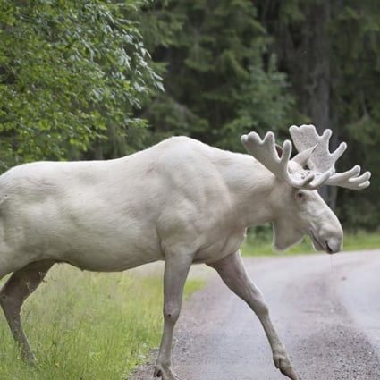 Rarely seen white moose spotted in western Sweden | South China Morning ...