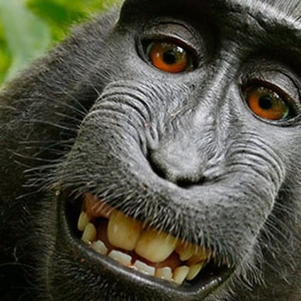Lawyers for monkey who took famous selfie agree to settle copyright ...