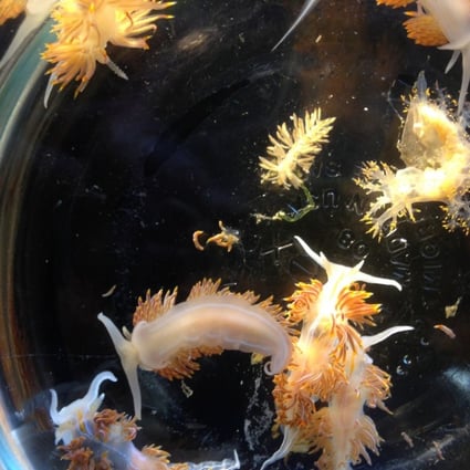 2011 tsunami carried a million Japanese sea creatures to US west coast ...