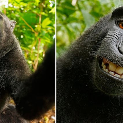 ‘He is someone, not something’: Indonesia’s selfie snapping monkey ...