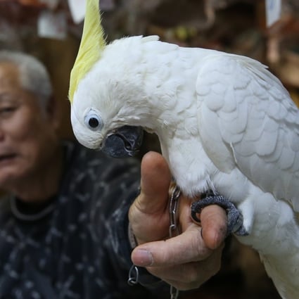 Where the cockatoo got its name from – not the English cock | South ...