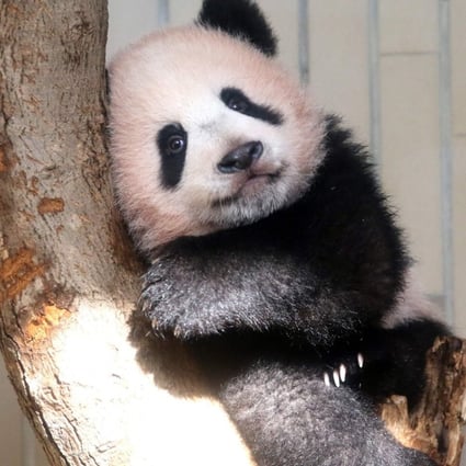 Japan’s latest overtime example? Xiang Xiang the panda cub to work ...