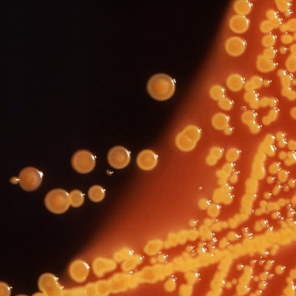 In soil-dwelling bacteria, US scientists find a new weapon to fight ...