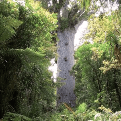 After 20 million years, New Zealand’s kauri trees are officially ...