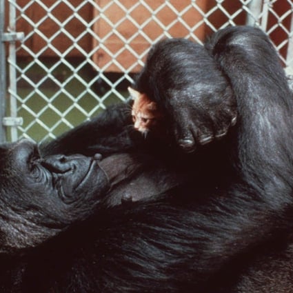 Koko, the beloved gorilla that learned sign language, has died | South ...