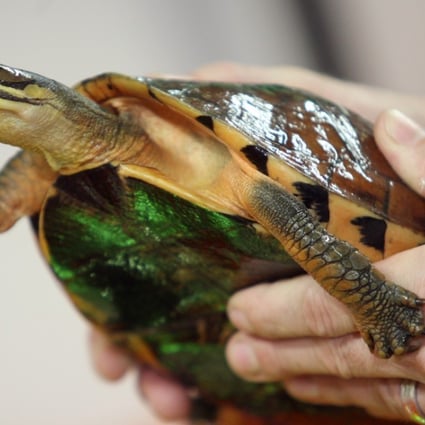 Calls to protect endangered golden coin turtle, sold in Hong Kong pet ...