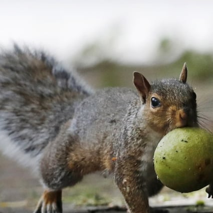 Huge squirrel population chomps crops, driving New England farmers nuts ...