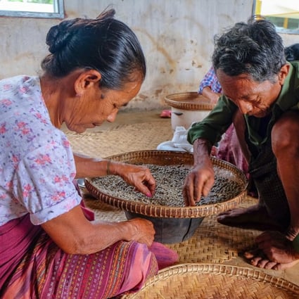 Out with opium, in with coffee as Myanmar targets speciality market ...
