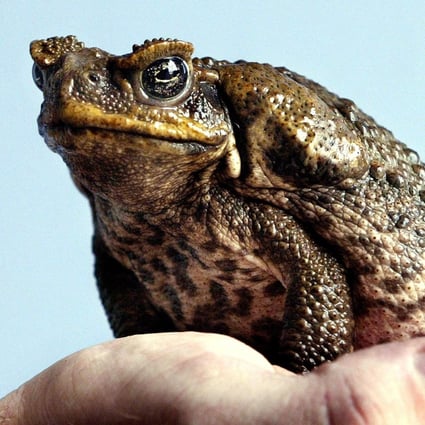Poisonous cane toads mating with mangoes, snakes and killing crocodiles ...