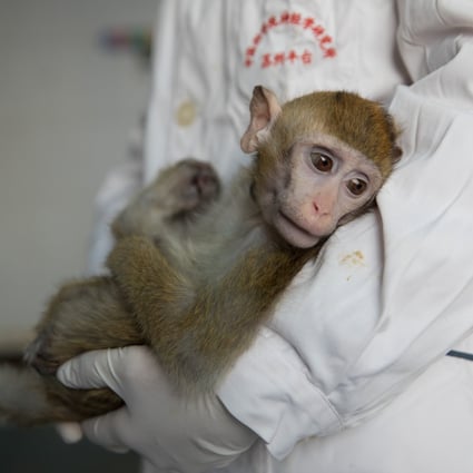 China has tweaked genes to create five mad monkeys. Is that ethical ...