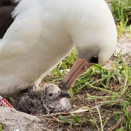 Wisdom the albatross, world’s oldest wild bird, is a mother again at 68 ...